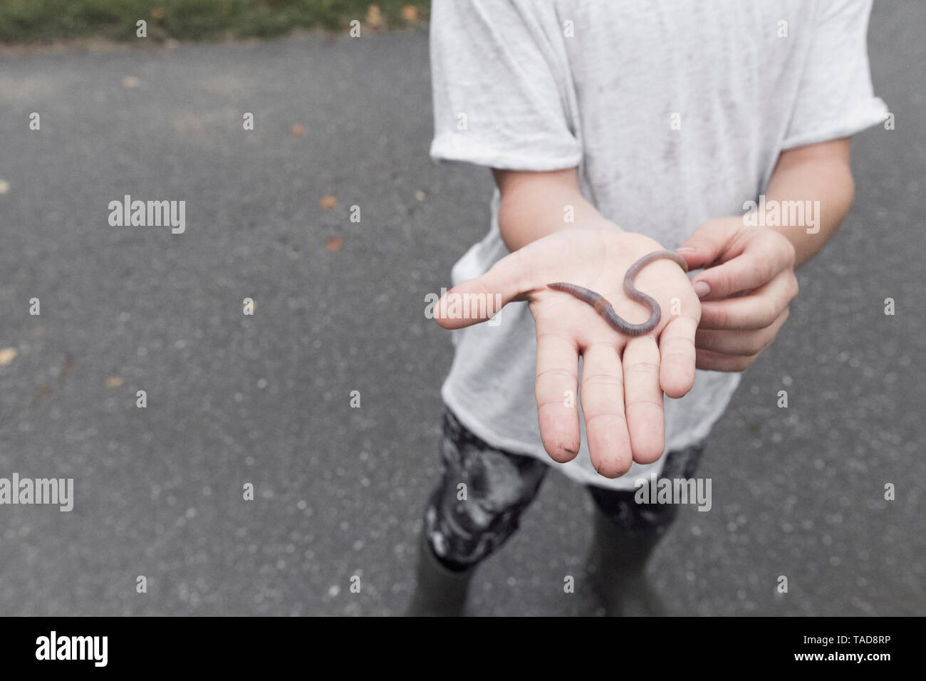 Oligochaeta High Resolution Stock Photography and Images - Alamy