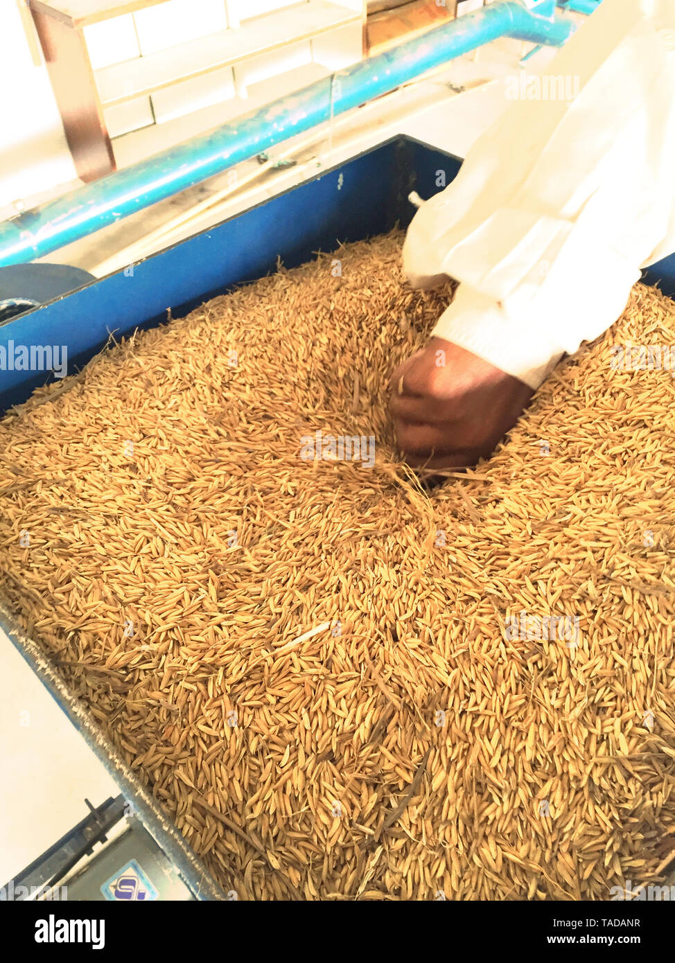 Milling grain rice hi-res stock photography and images - Alamy
