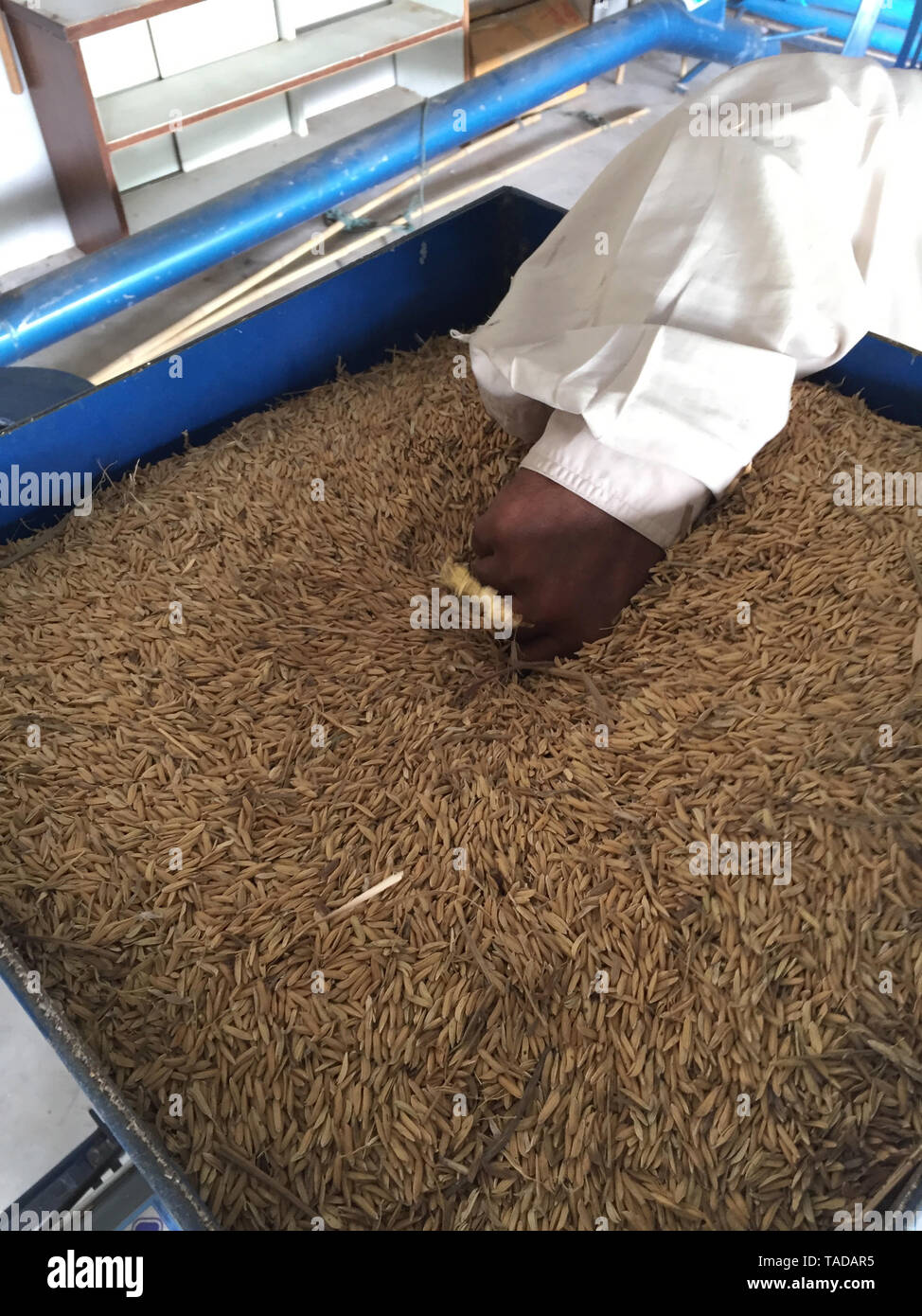 Rice production process hi-res stock photography and images - Alamy