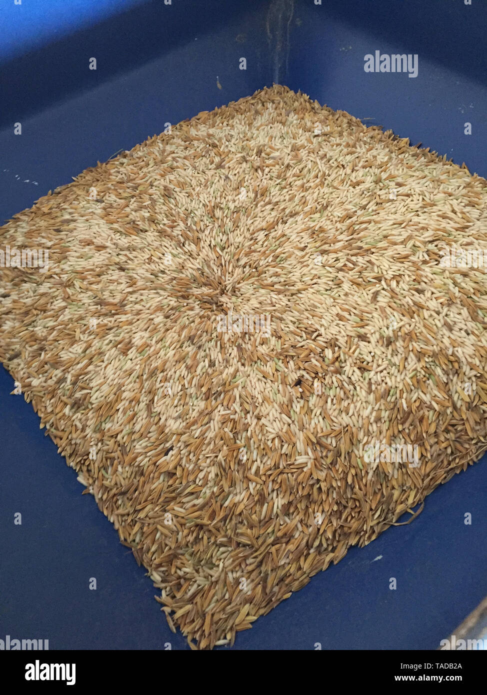 Process paddy into rice hi-res stock photography and images - Alamy