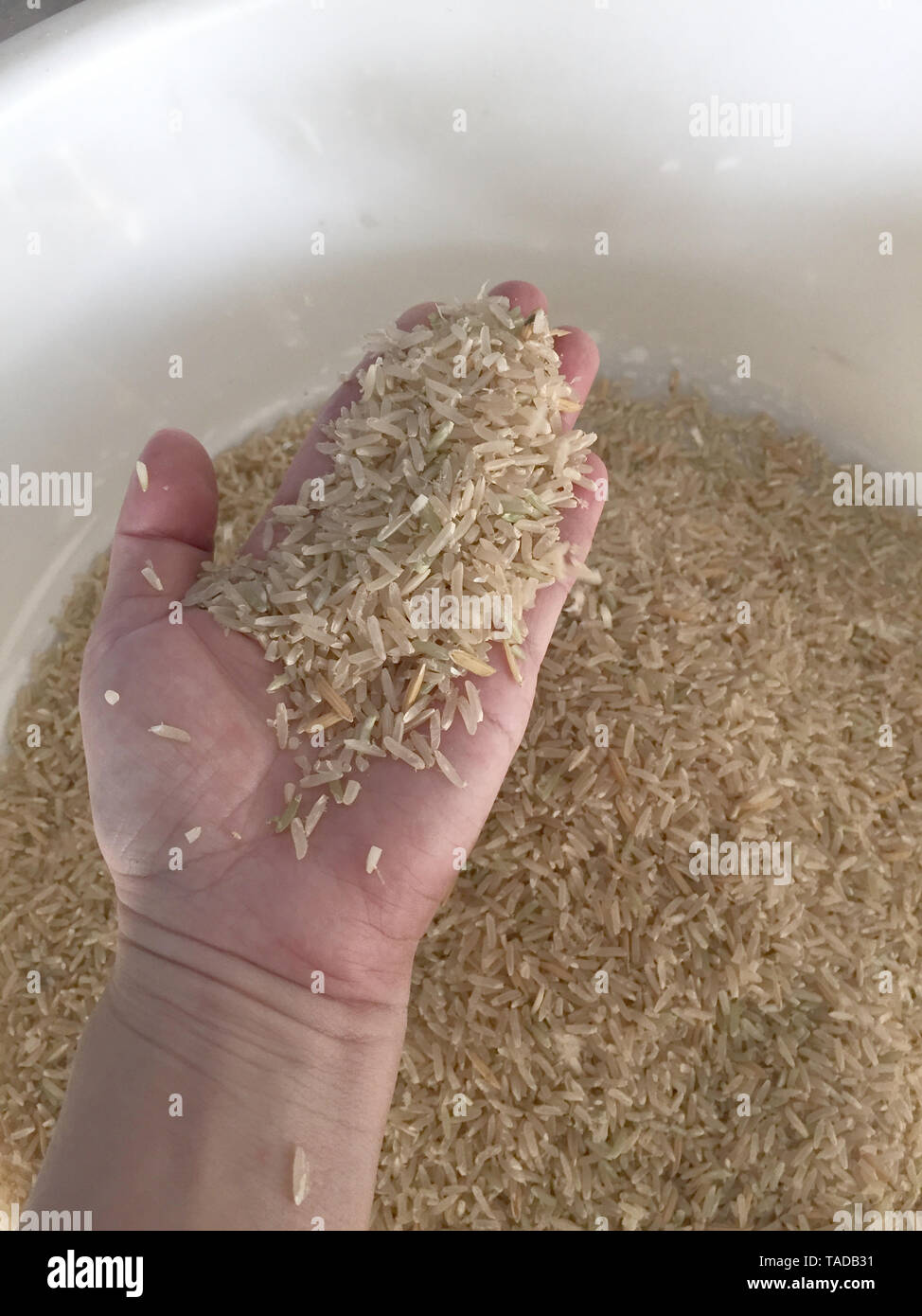 Beautiful background . Female hand holding uncooked rice . Thai rice at ...