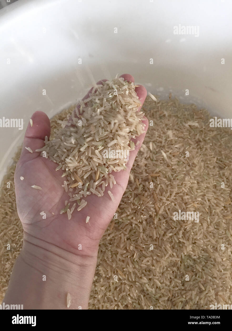Beautiful background . Female hand holding uncooked rice . Thai rice at ...