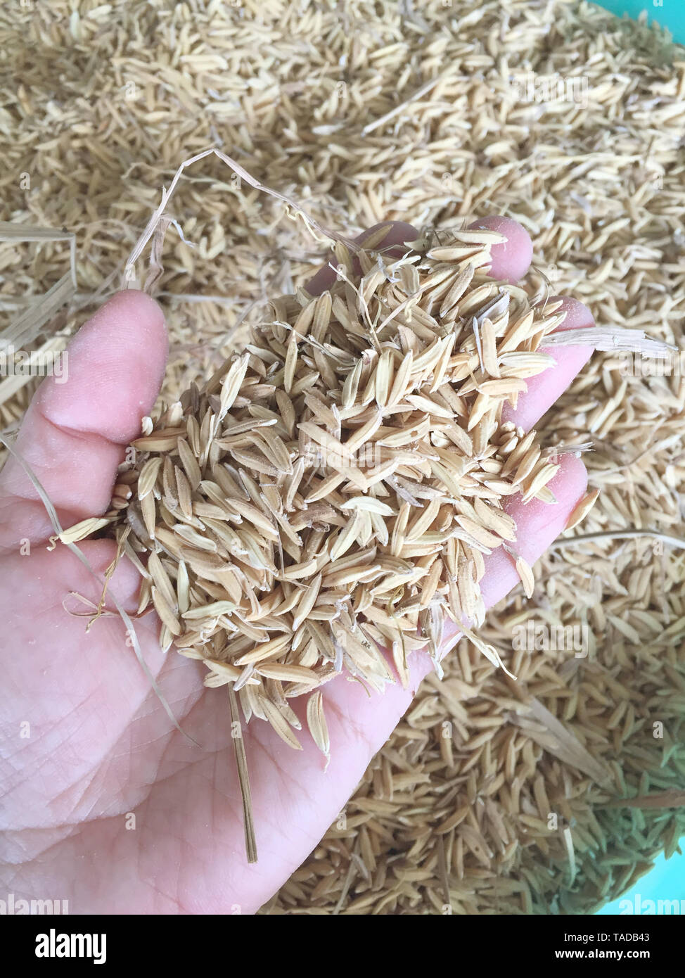 Beautiful background . Female hand holding uncooked rice .Beautiful ...