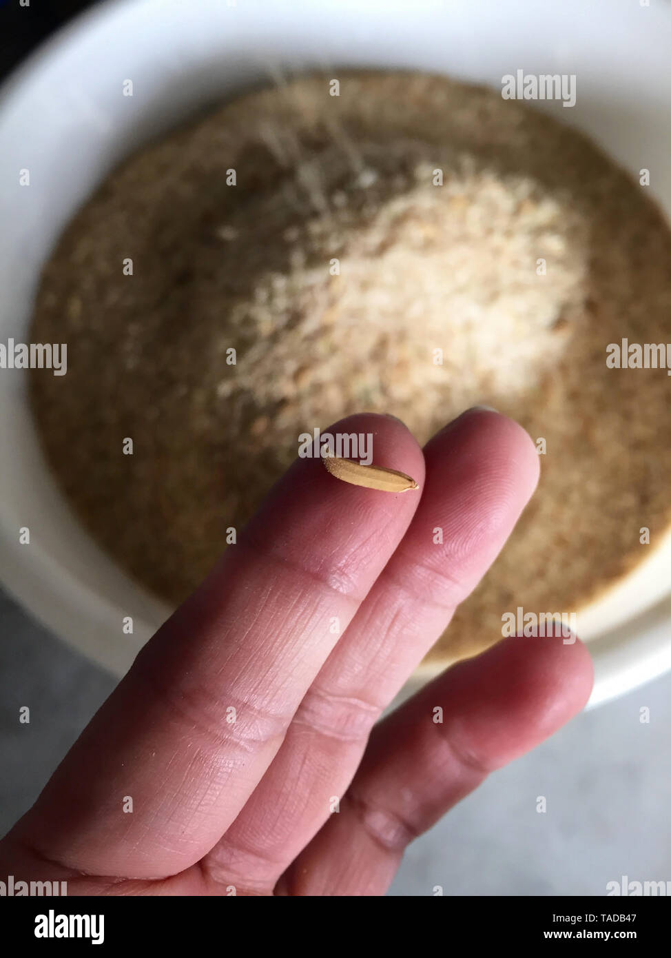 Beautiful background . Female hand holding uncooked rice . Thai rice at ...