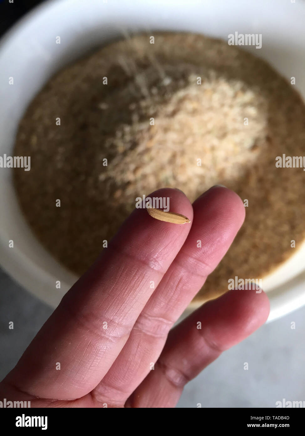 Beautiful background . Female hand holding uncooked rice . Thai rice at ...