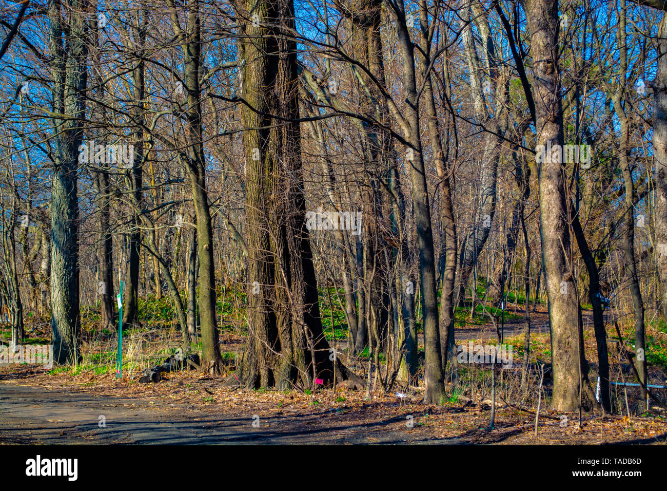 Trees in the park during early spring Stock Photo - Alamy