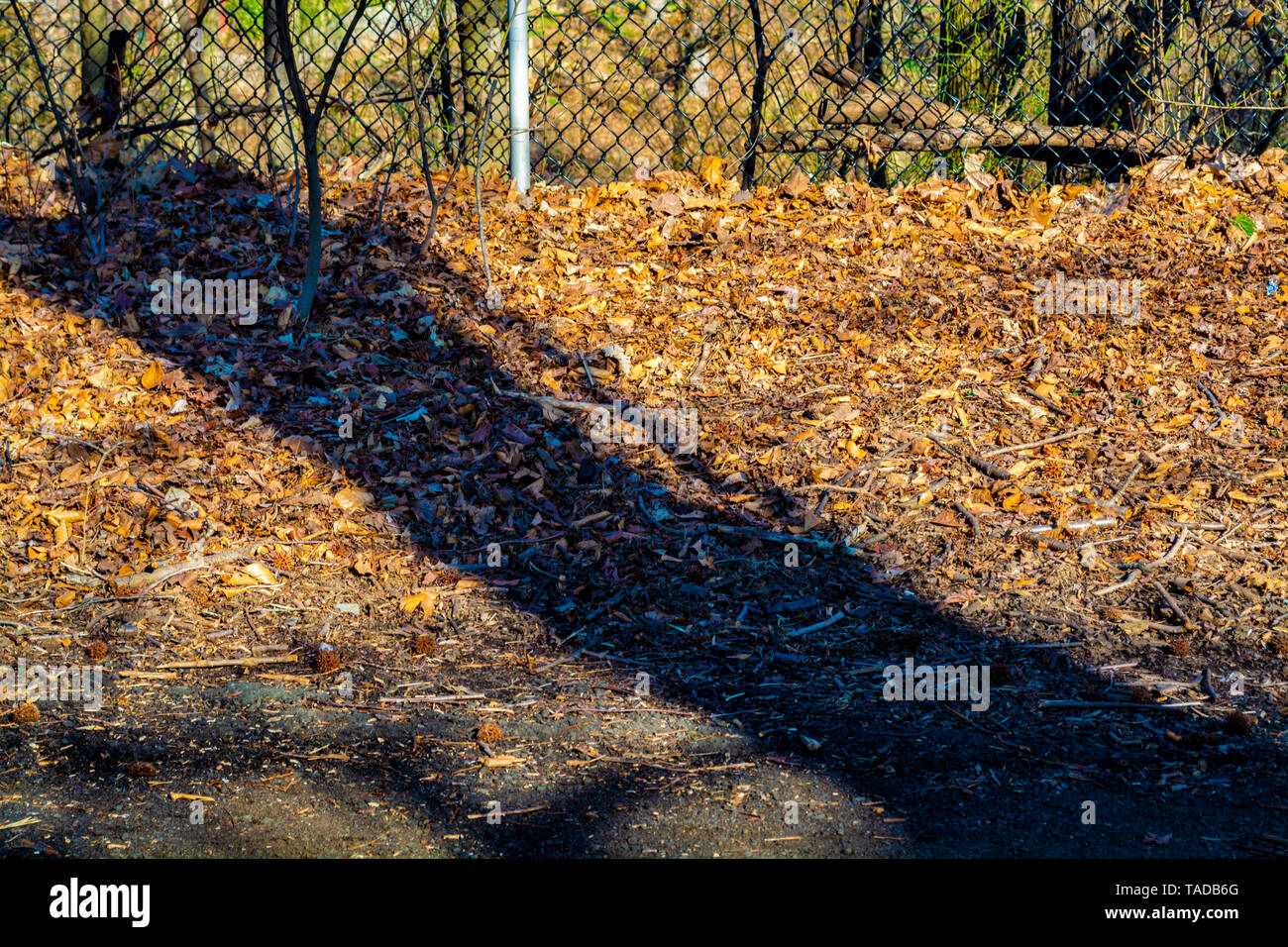 Dried leafs on park hi-res stock photography and images - Alamy