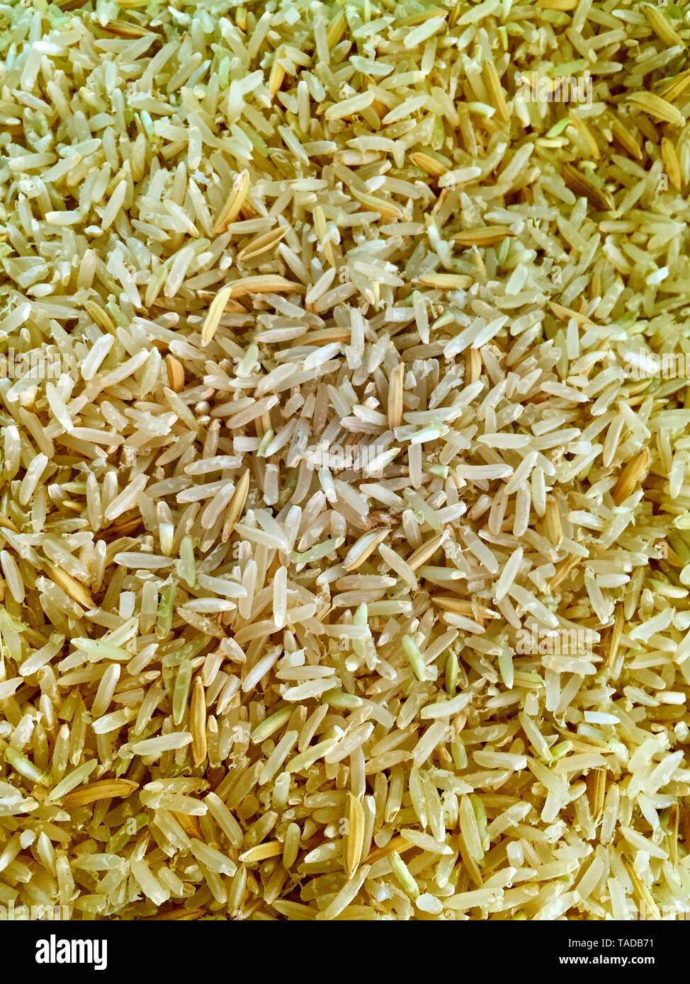 Rice texture close up. Natural rice background and texture. Thai rice ...