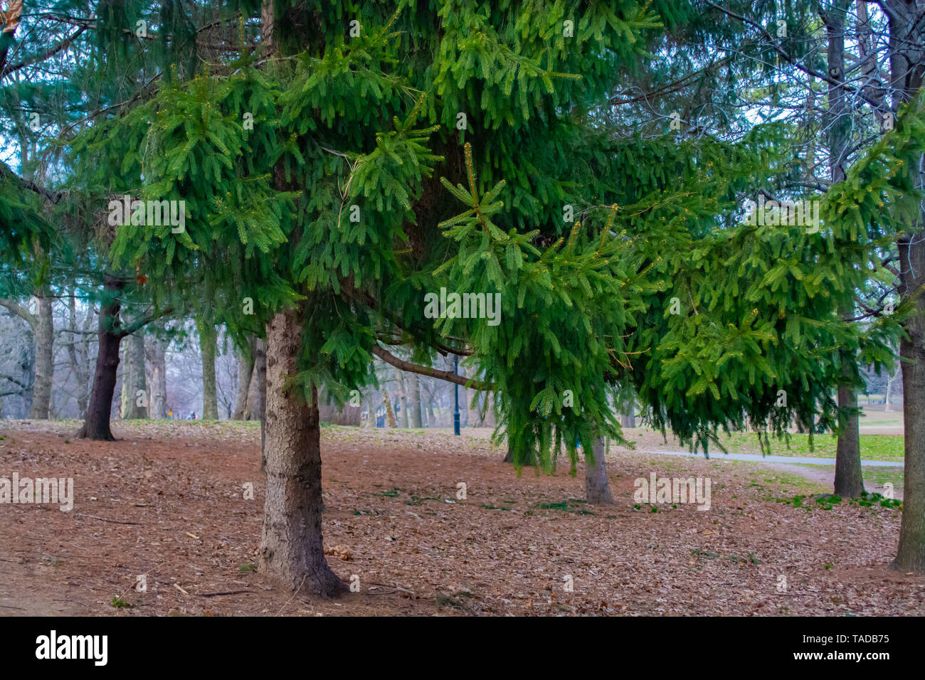 Pine tree in the park Stock Photo - Alamy