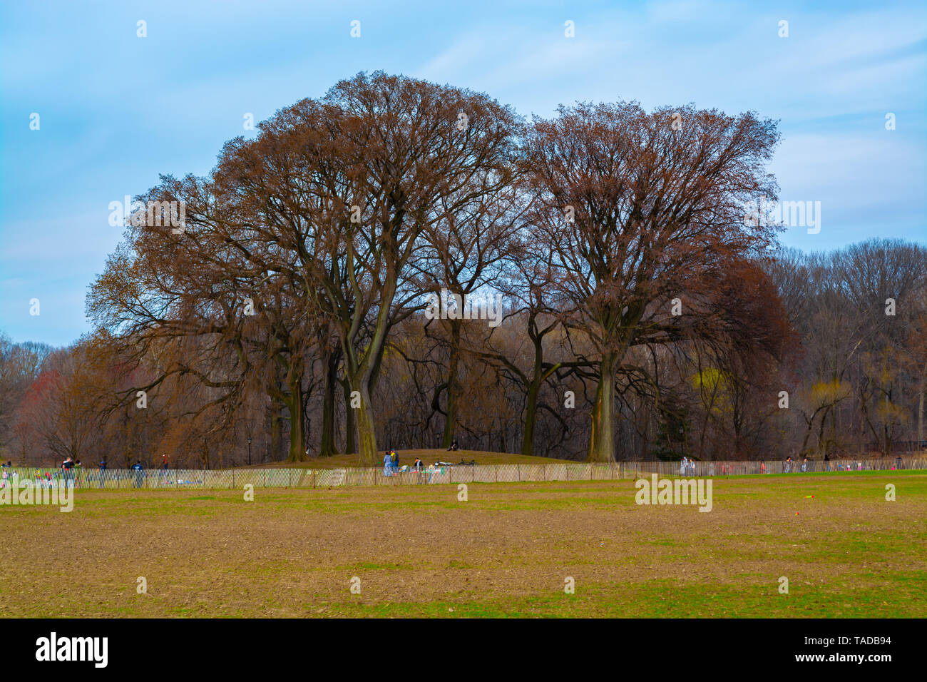 Old trees in the park hi-res stock photography and images - Alamy