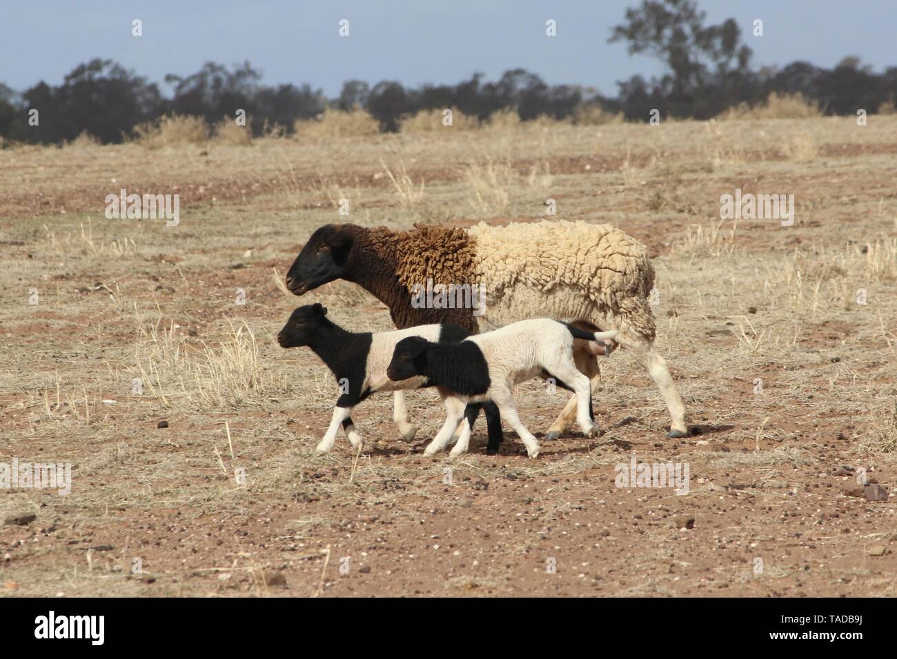 Multi colored sheep with lambs in drought in NSW Australia Stock Photo ...