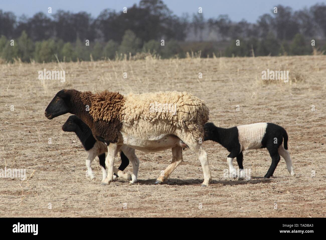 Multi colored sheep with lambs in drought in NSW Australia Stock Photo ...