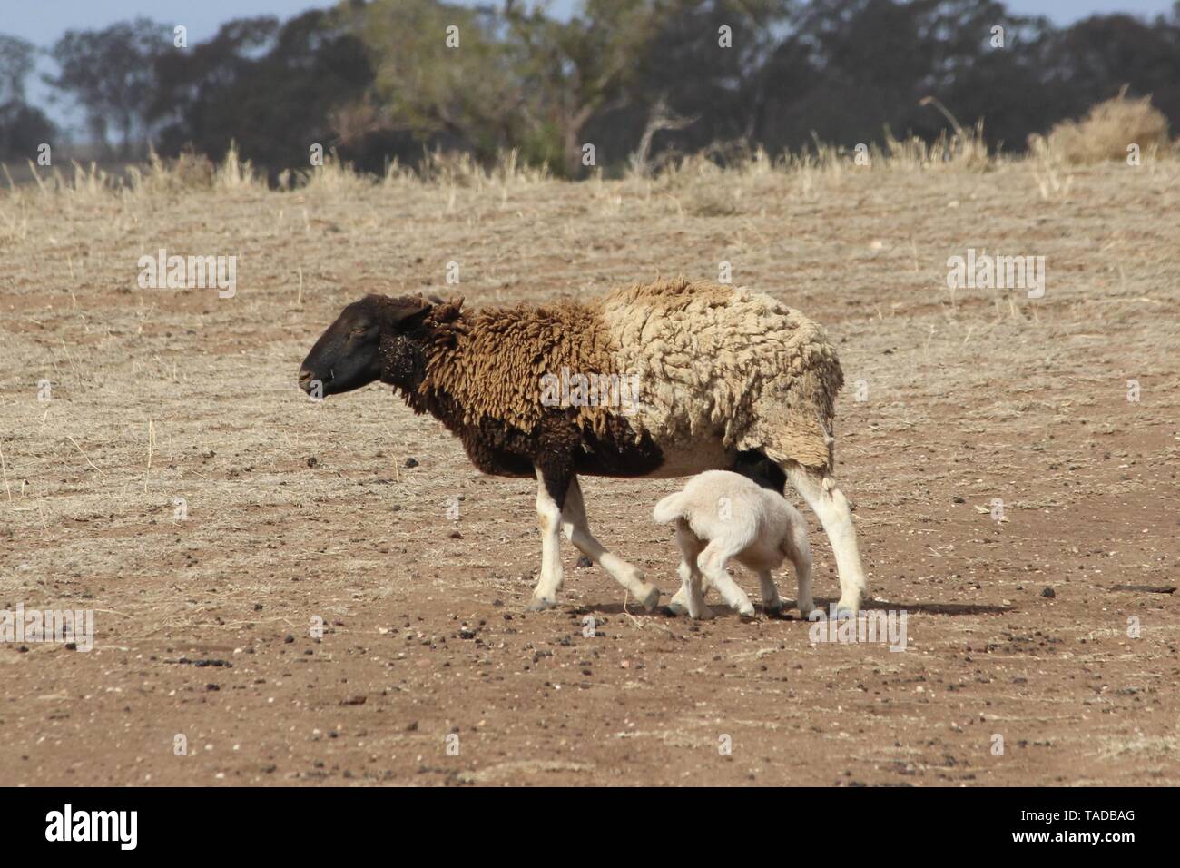 Multi colored sheep with lambs in drought in NSW Australia Stock Photo ...