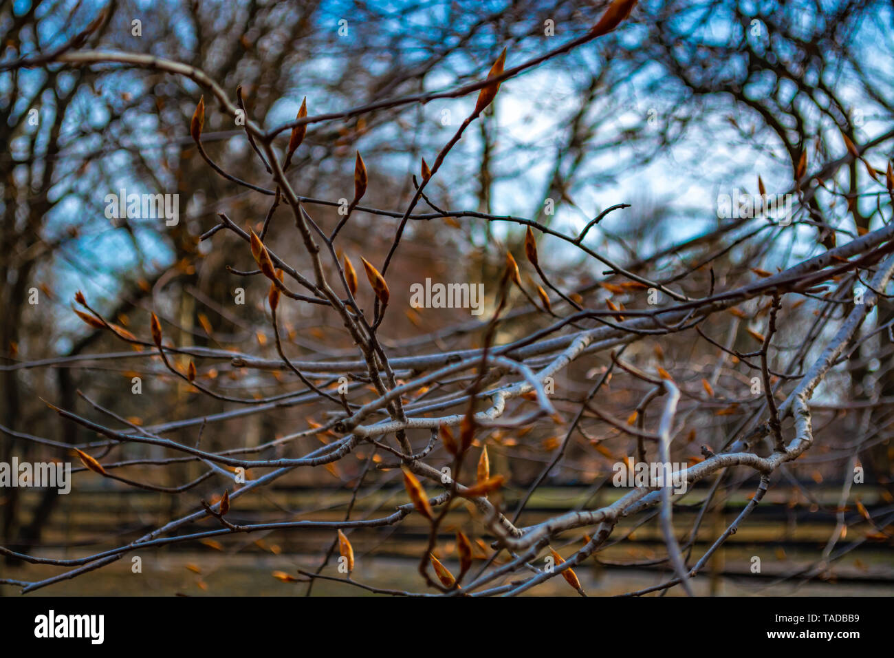 Swollen buds hi-res stock photography and images - Alamy