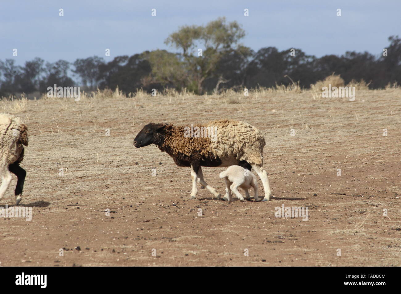 Multi colored sheep with lambs in drought in NSW Australia Stock Photo ...
