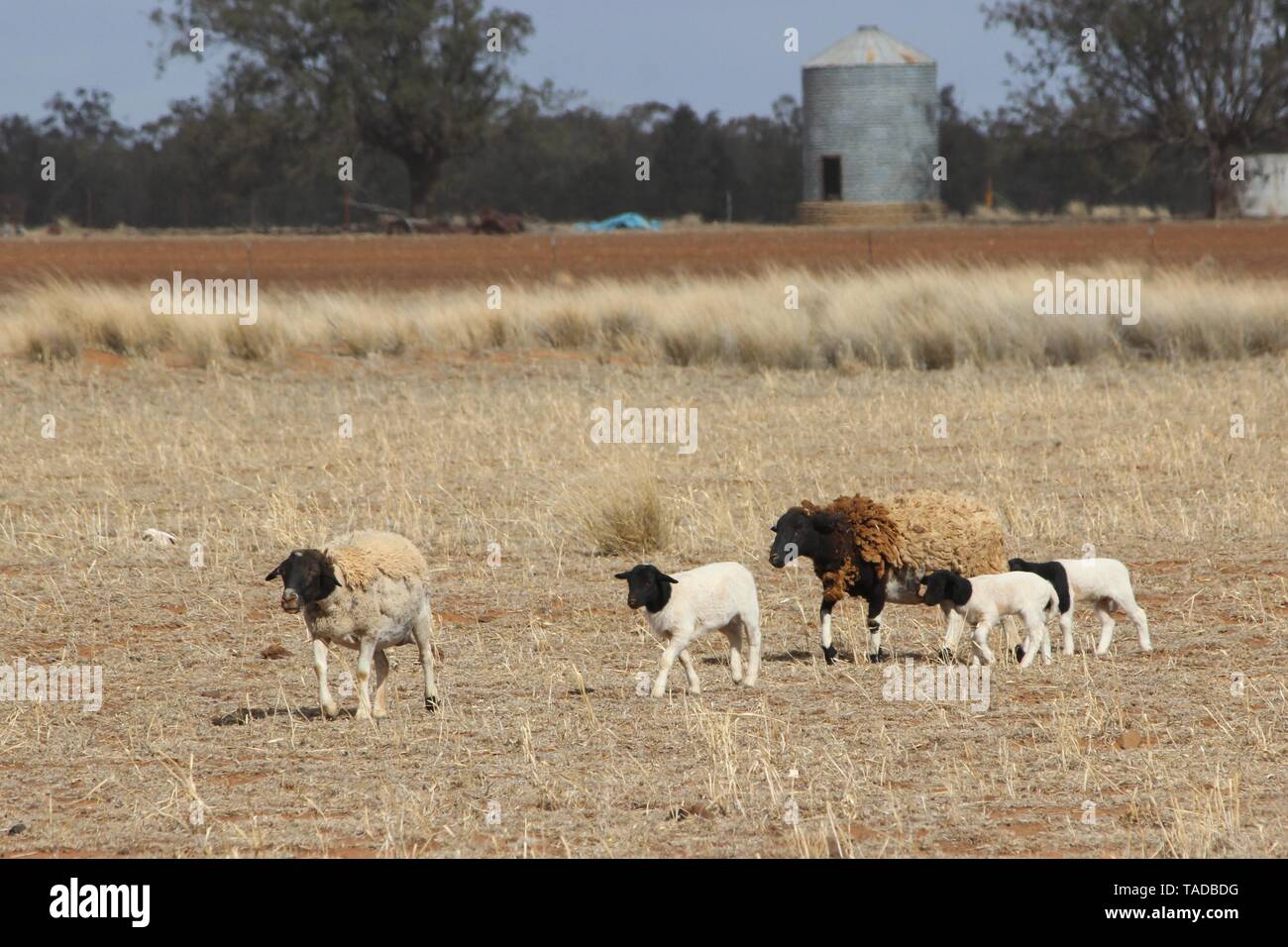 Multi colored sheep with lambs in drought in NSW Australia Stock Photo ...