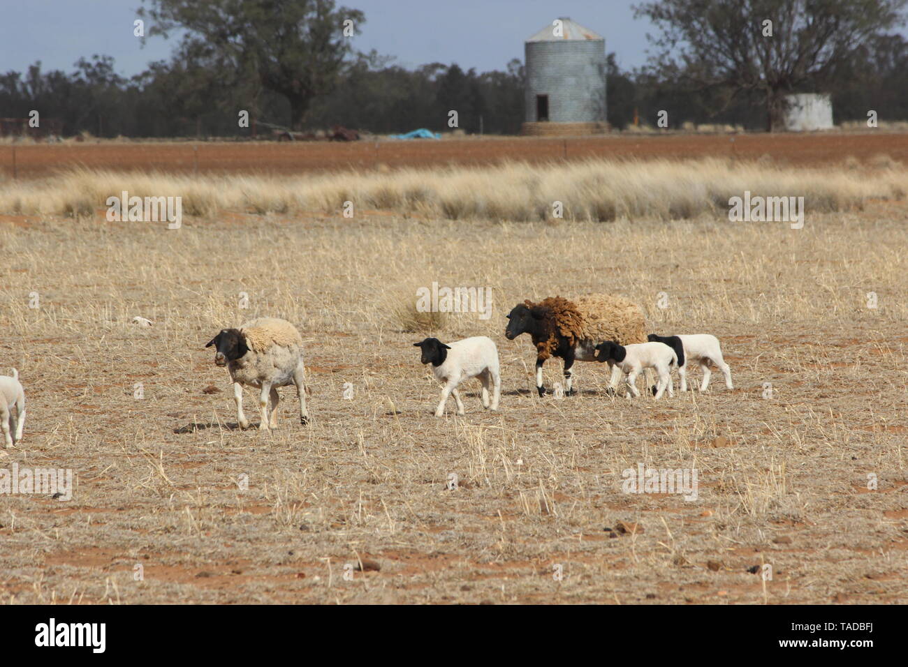 Multi colored sheep with lambs in drought in NSW Australia Stock Photo ...