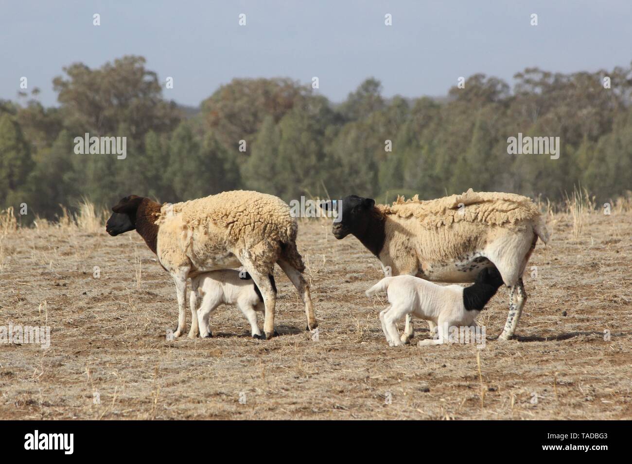 Multi colored sheep with lambs in drought in NSW Australia Stock Photo ...