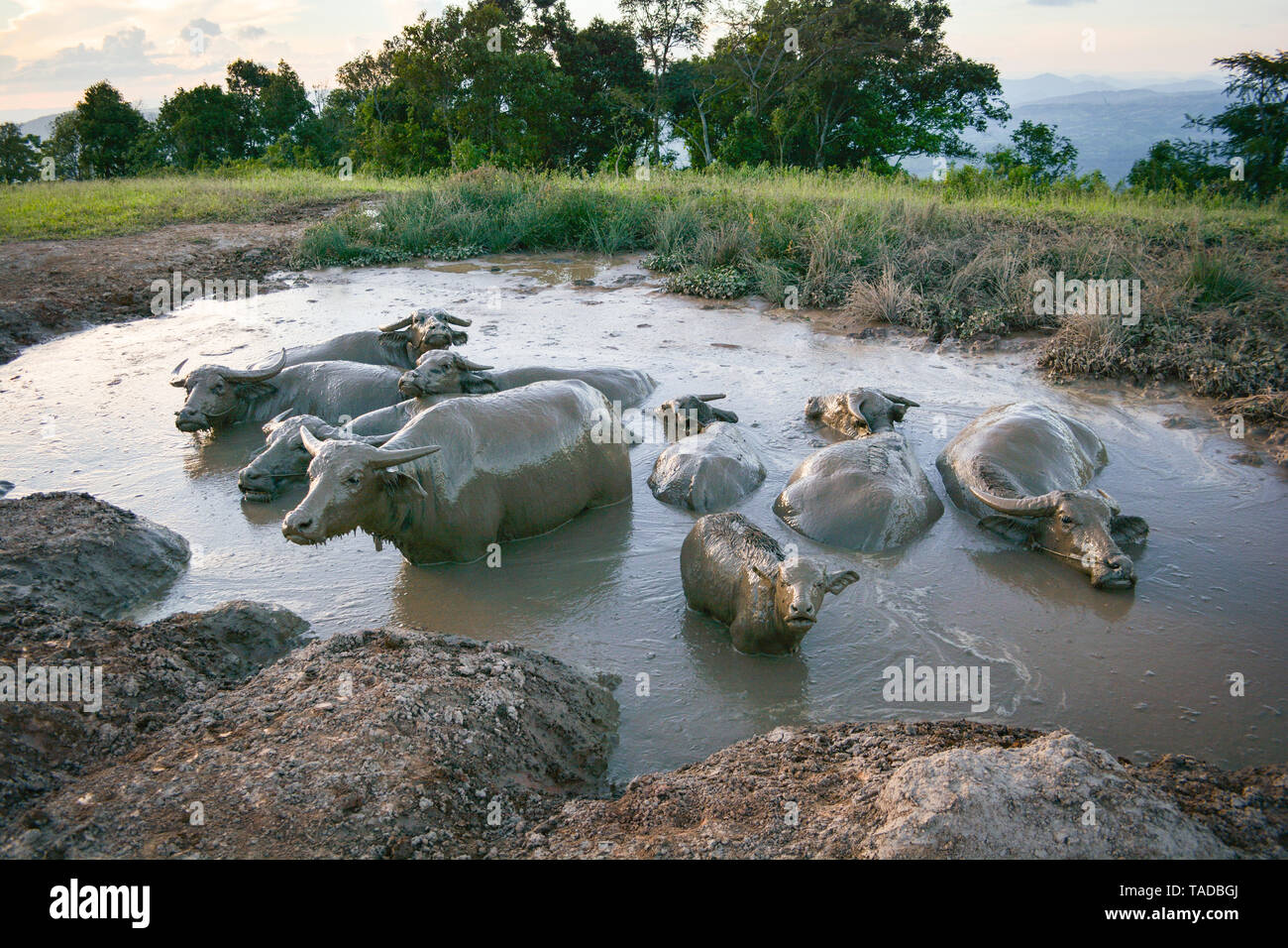 water buffalo in mud pond relaxes time animal in the mountain - Buffalo ...
