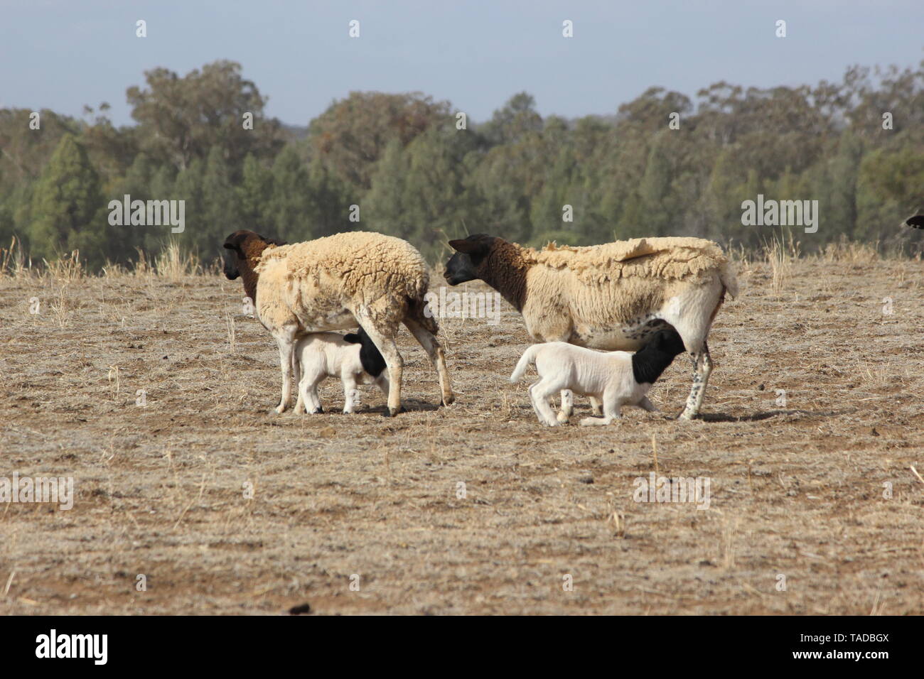 Multi colored sheep with lambs in drought in NSW Australia Stock Photo ...