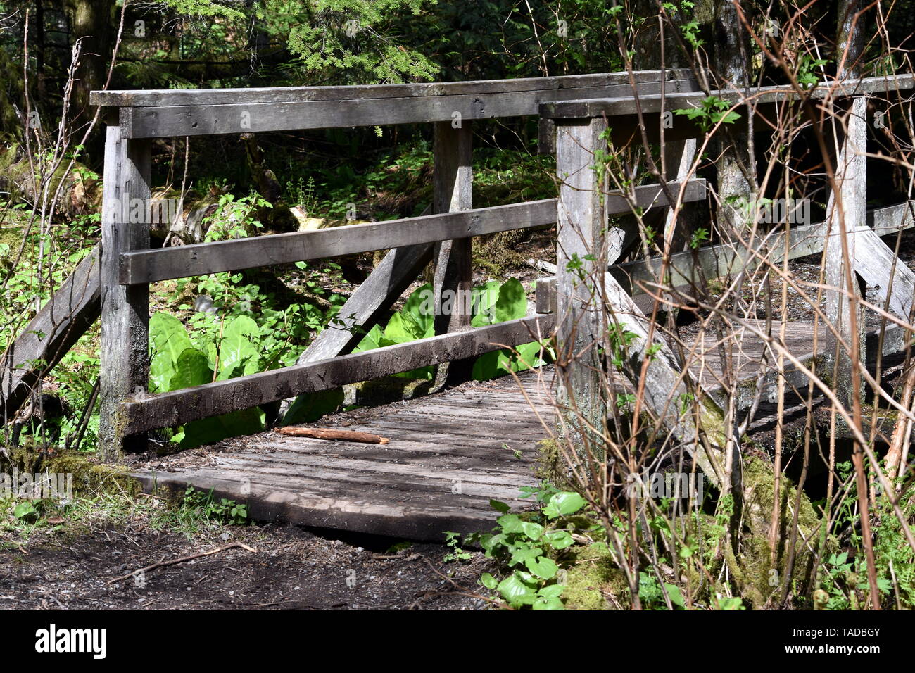 Dilapidated bridge in rain forest hi-res stock photography and images ...