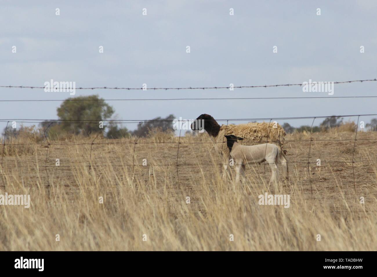 Multi colored sheep with lambs in drought in NSW Australia Stock Photo ...
