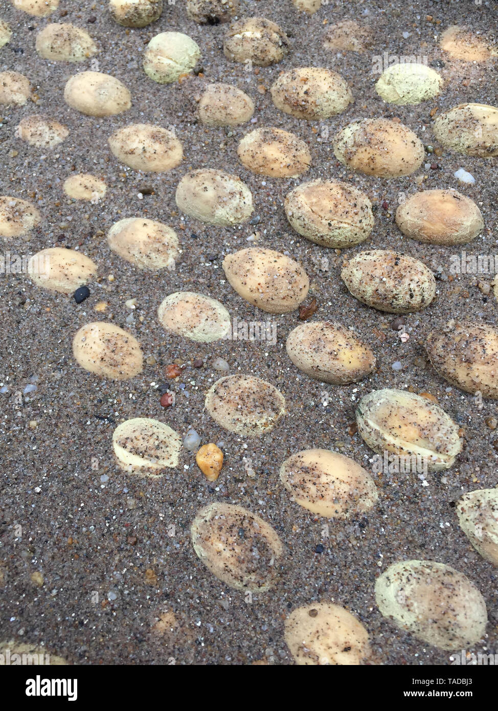 Phak hi-res stock photography and images - Alamy