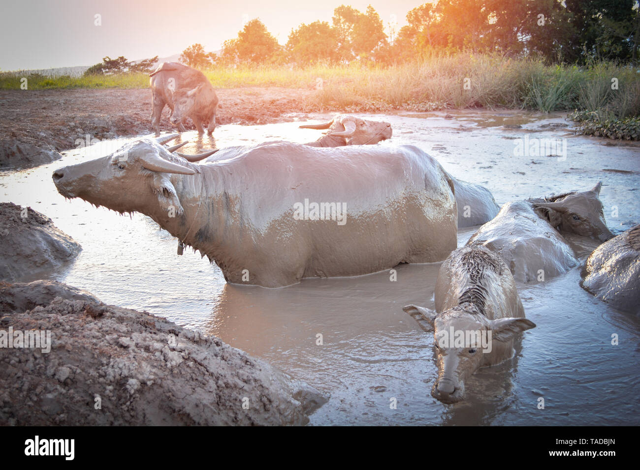 water buffalo in mud pond relaxes time animal in the mountain - Buffalo ...