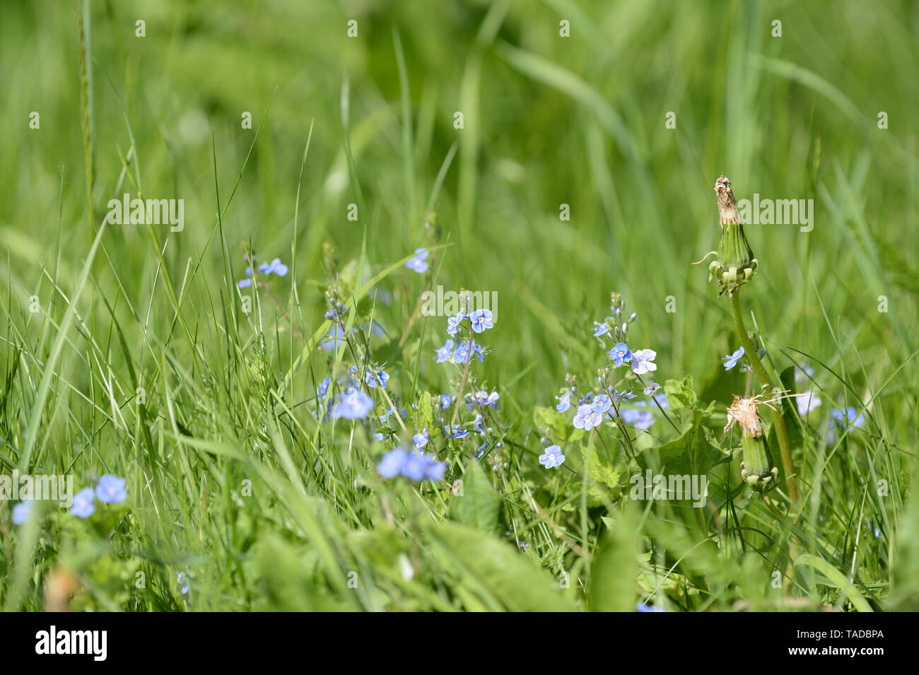 Beautiful blue flowers of germander speedwell (Veronica Chamaedrys) in ...
