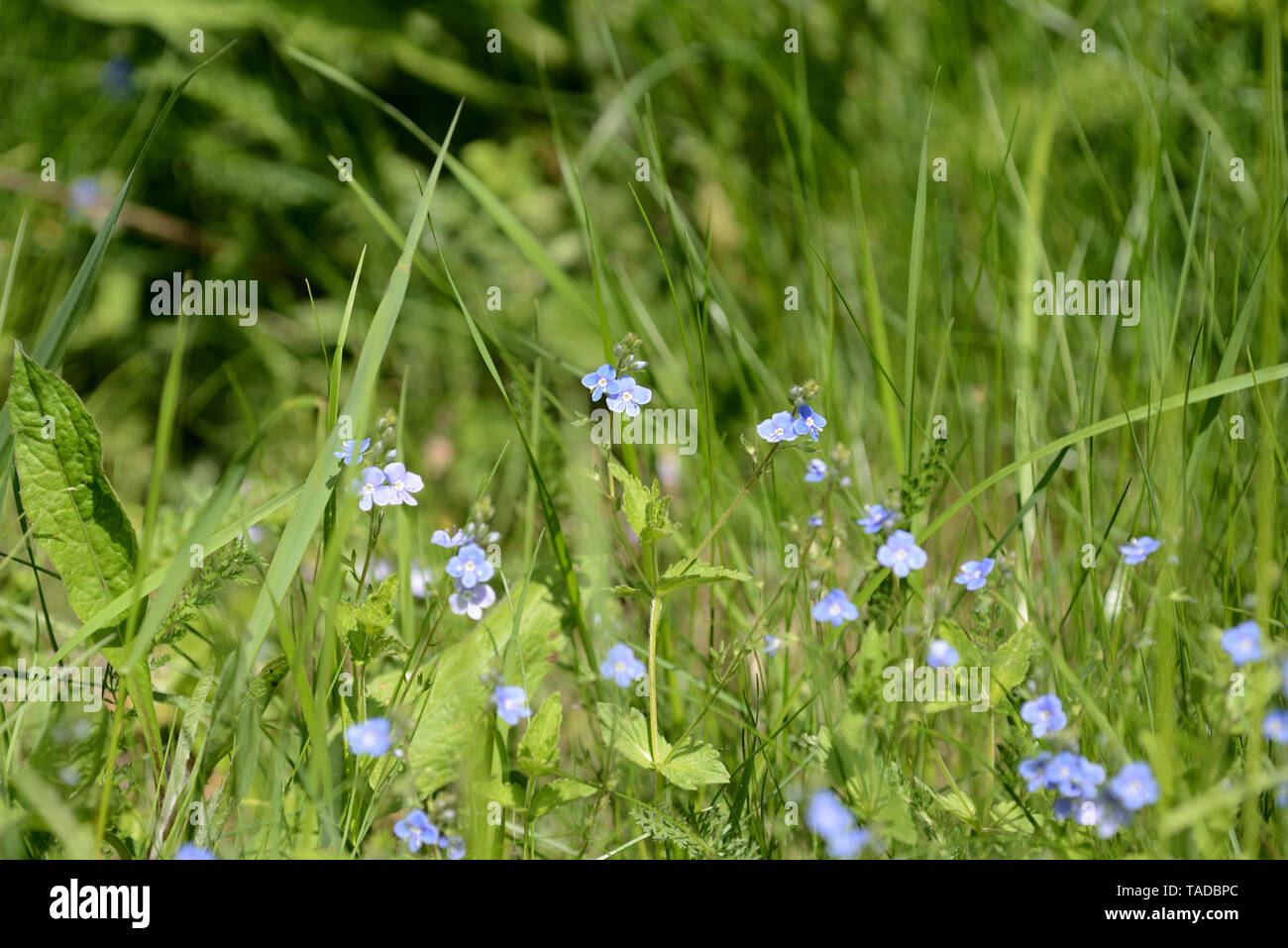 Beautiful blue flowers of germander speedwell (Veronica Chamaedrys) in ...