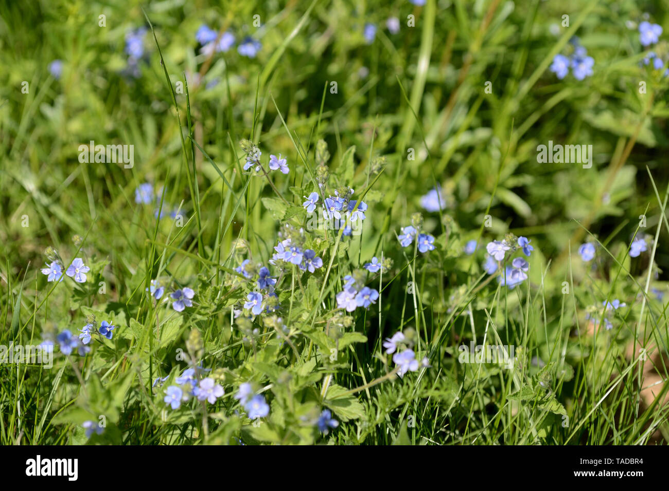 Beautiful blue flowers of germander speedwell (Veronica Chamaedrys) in ...