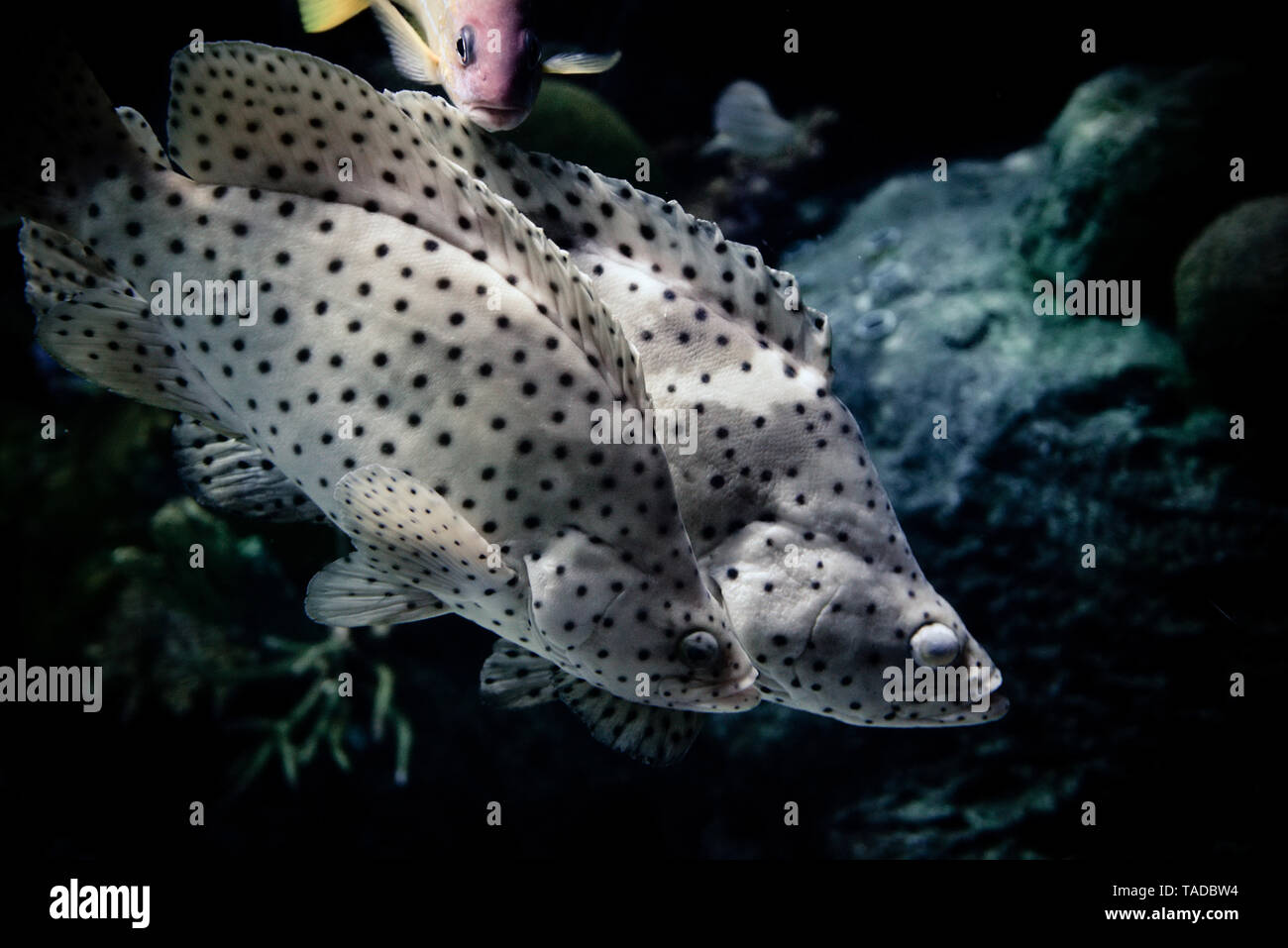 barramundi cod / grouper fish swimming marine life underwater ocean ...