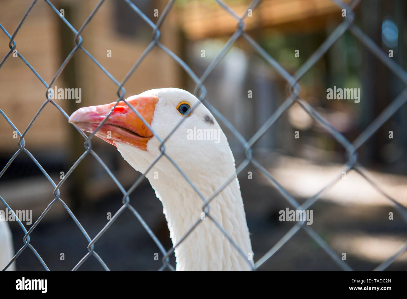 Problem Geese High Resolution Stock Photography and Images - Alamy