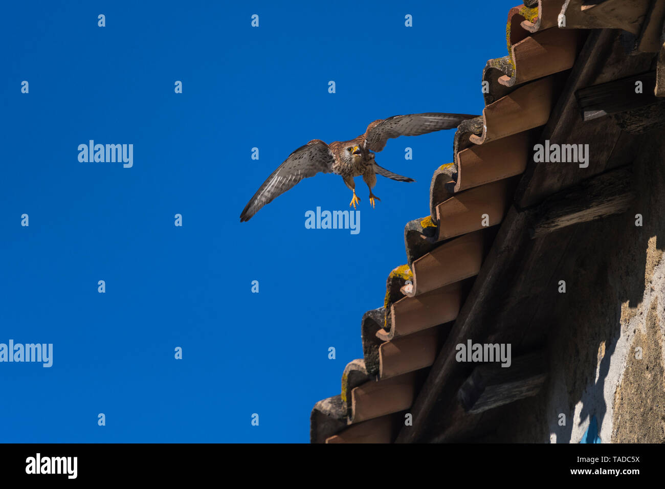 Female lesser kestrel in flight hi-res stock photography and images - Alamy