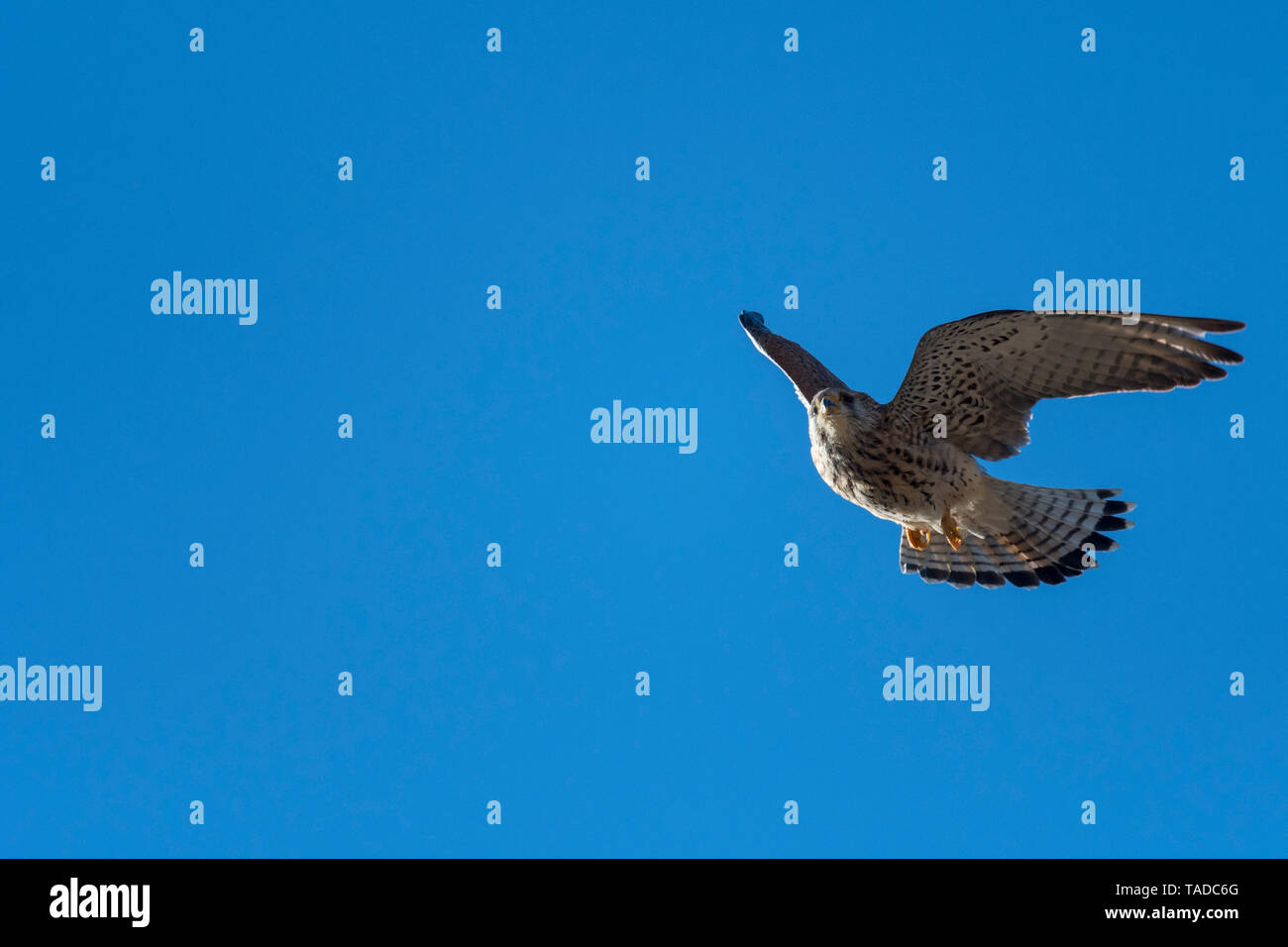 A female lesser kestrel in flight Stock Photo - Alamy