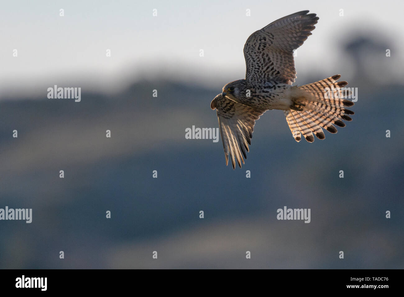A female lesser kestrel in flight Stock Photo - Alamy