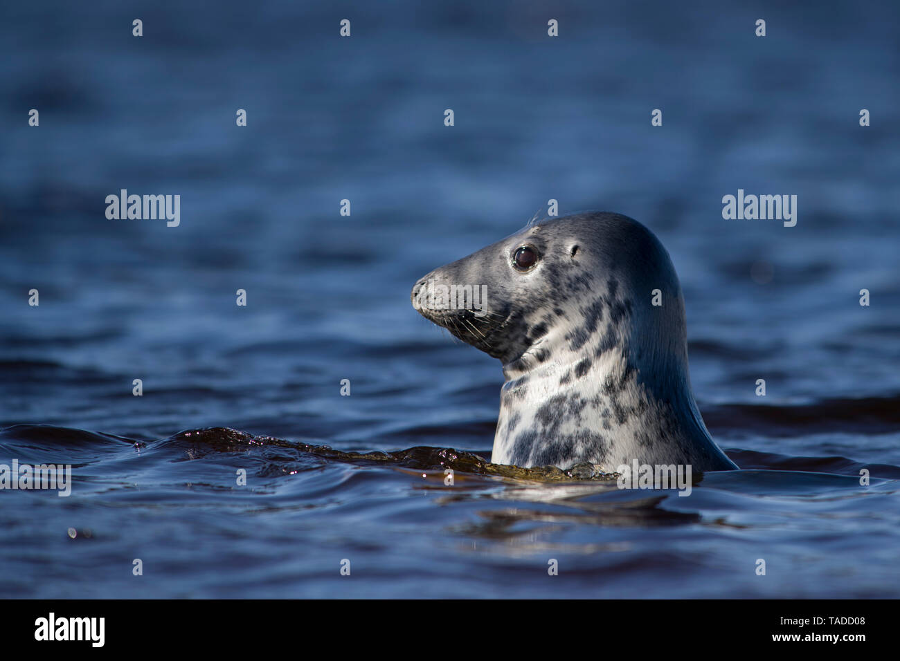 Scotland, Grey seal swimming Stock Photo - Alamy