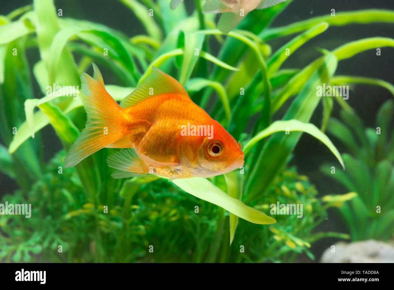 Gold fish or goldfish floating swimming underwater in fresh aquarium ...