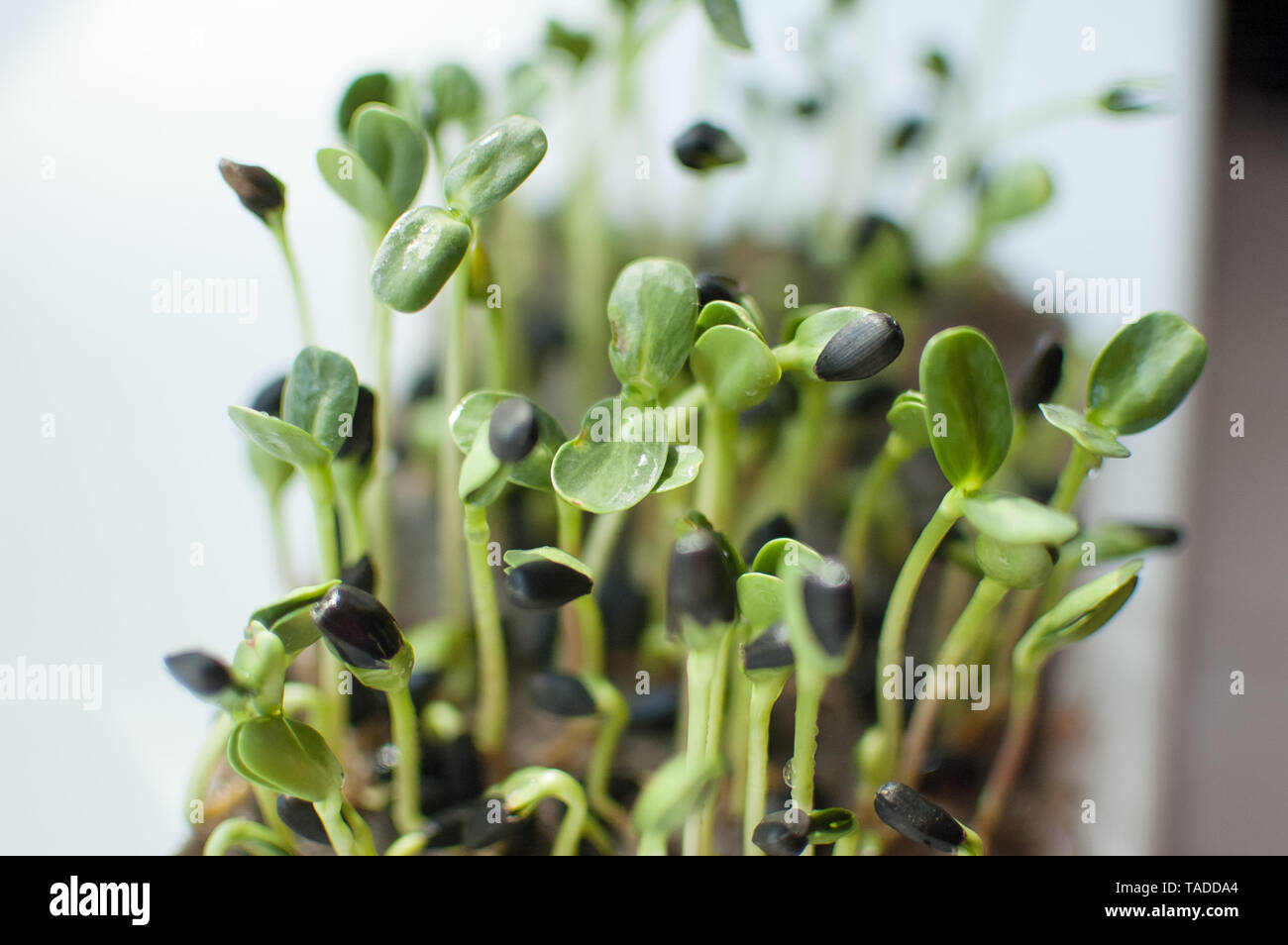 Top view of green sunflower seeds germinating in box. Growth of fresh ...