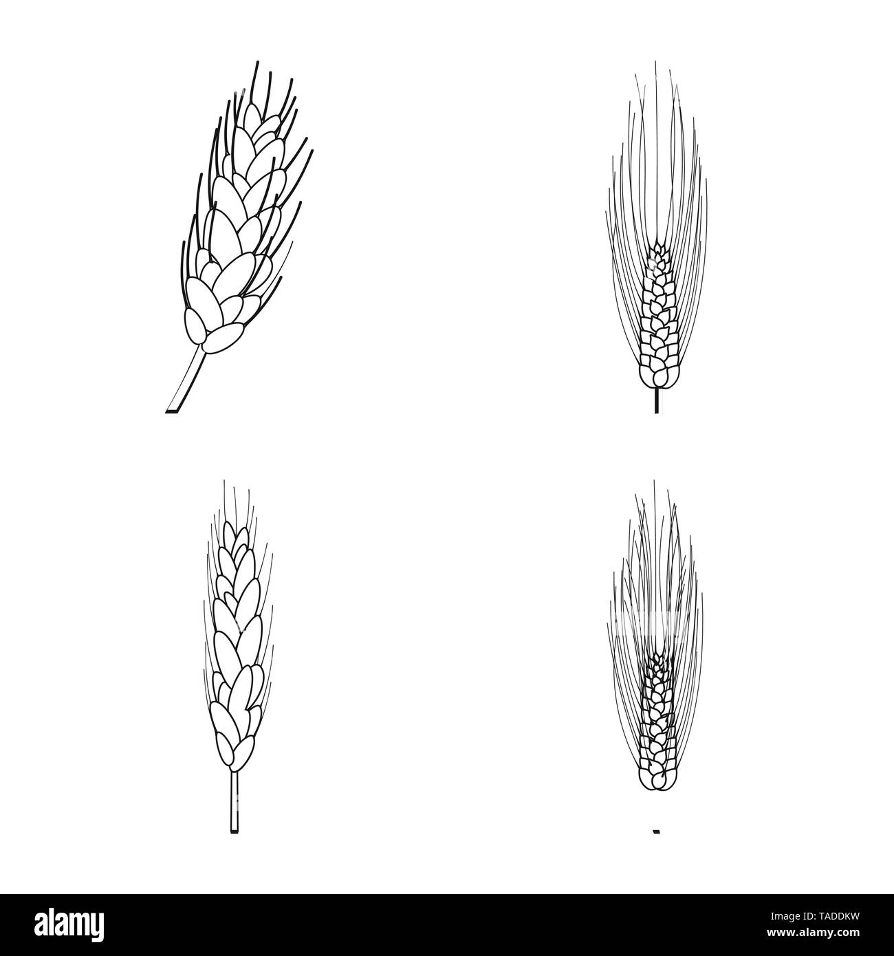 spring,barley,spike,seed,ear,durum,bran,crop,cereal,ripe,food,green ...