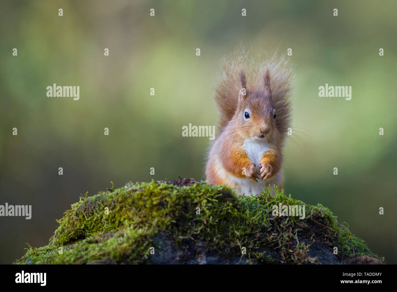 Red squirrel close up on moss hi-res stock photography and images - Alamy
