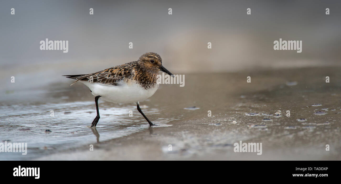 Sanderling uk summer hi-res stock photography and images - Alamy