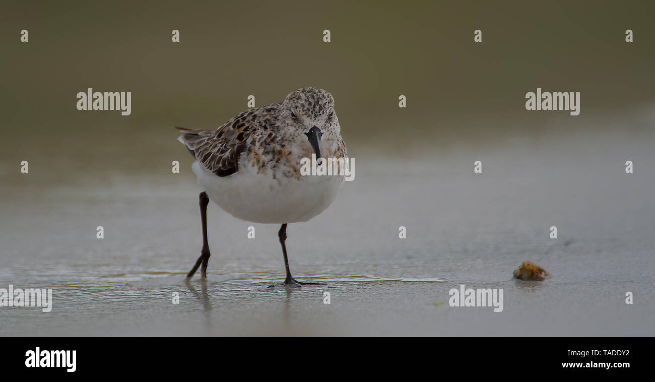 Sanderling in summer plumage, Unst, Shetland, Scotland Stock Photo - Alamy