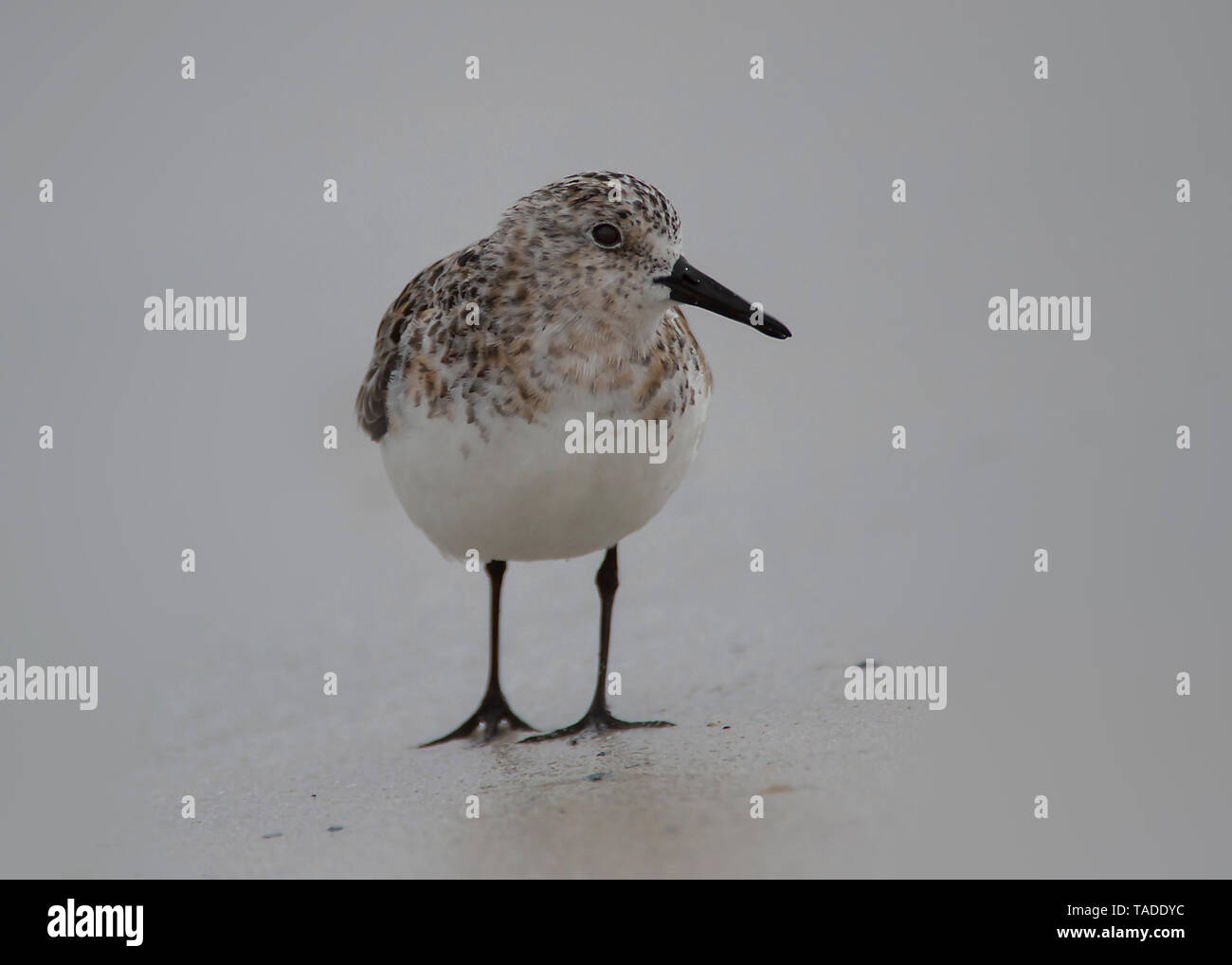 Sanderling uk summer hi-res stock photography and images - Alamy