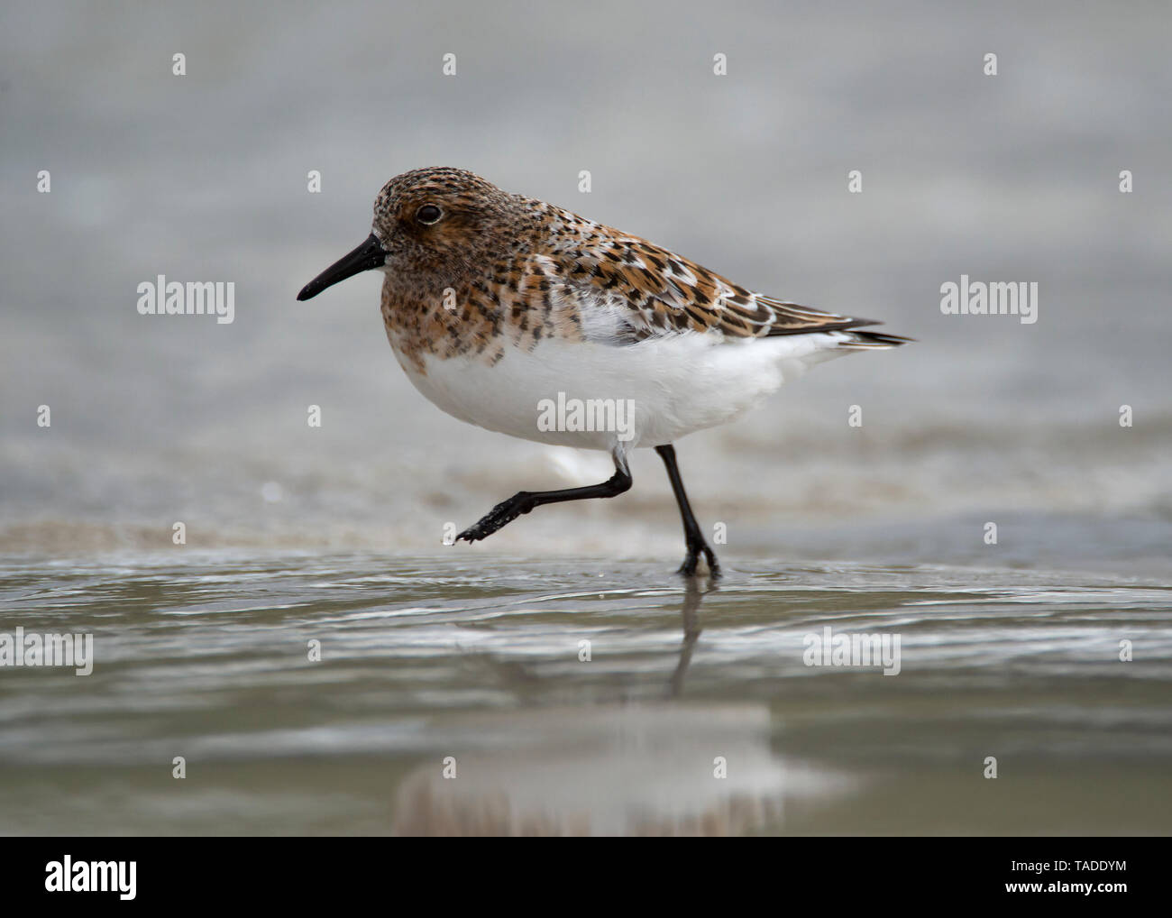 Sanderling uk summer hi-res stock photography and images - Alamy