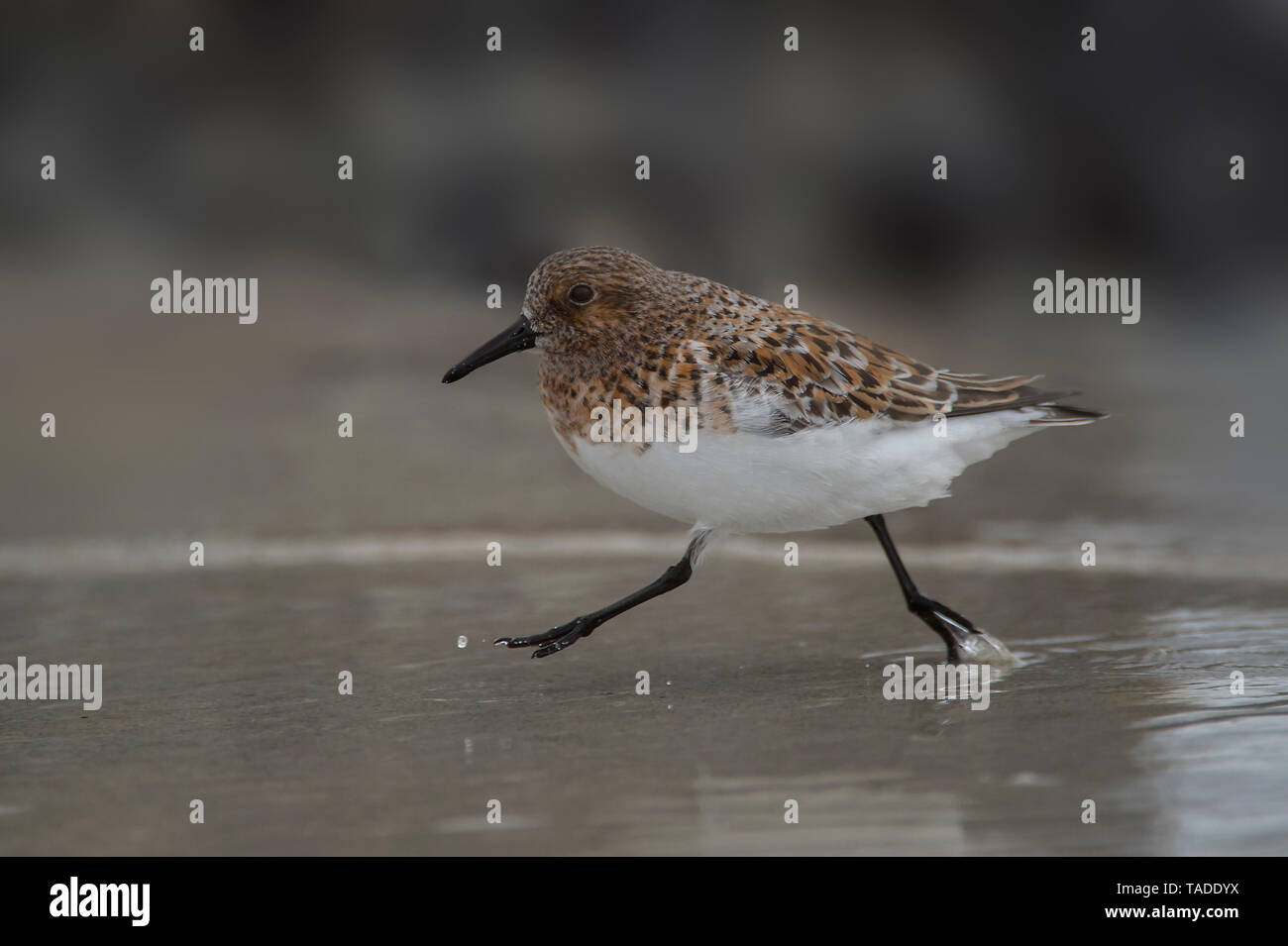 Sanderling uk summer hi-res stock photography and images - Alamy