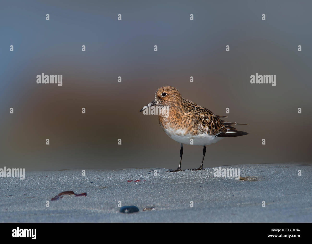 Sanderling uk summer hi-res stock photography and images - Alamy