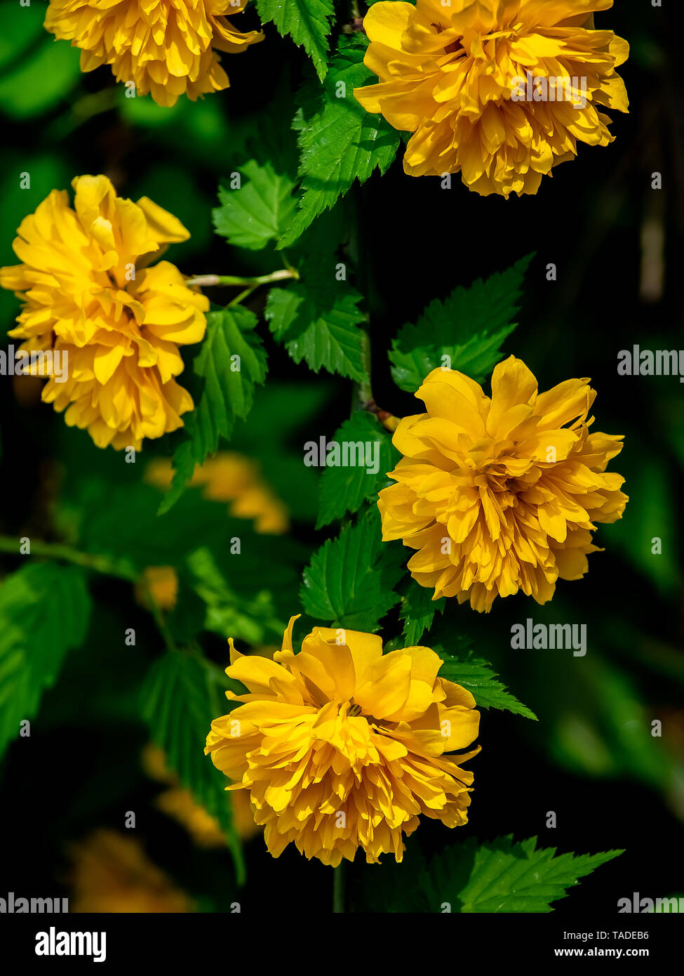 A cluster of fancy kerria flowers, kerria japonica f pleniflora, bloom ...