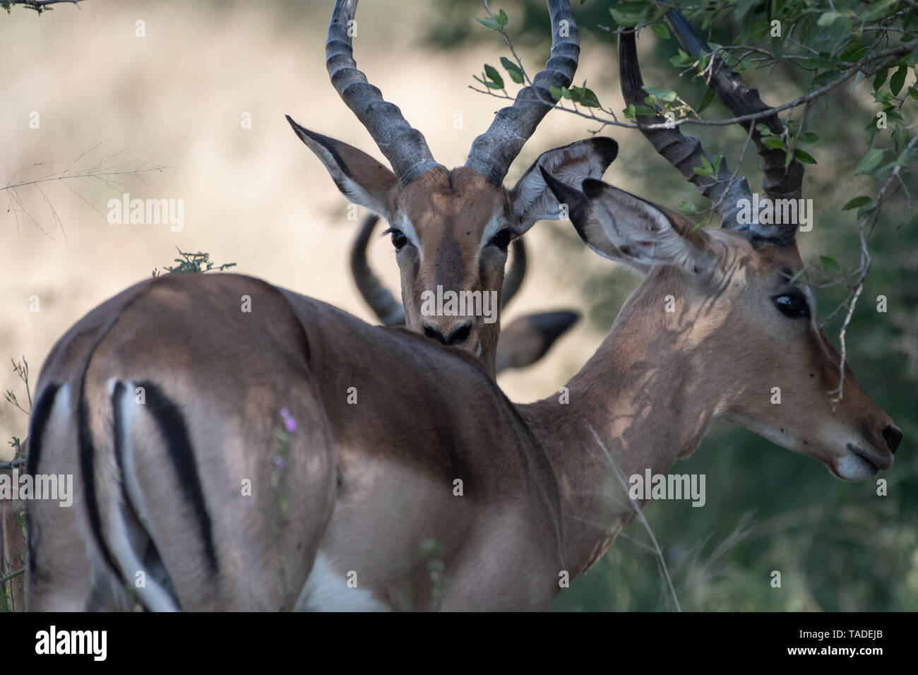 A male Impala looks over the back of a second Impala, Hluhluwe, South ...