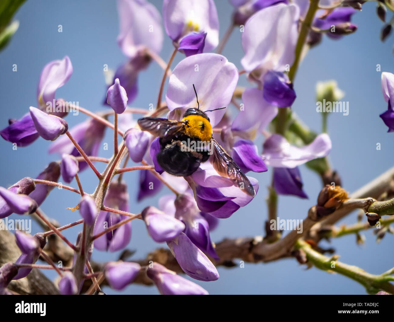 A Japanese carpenter bee, xylocopa appendiculata circumvolans, feeds ...
